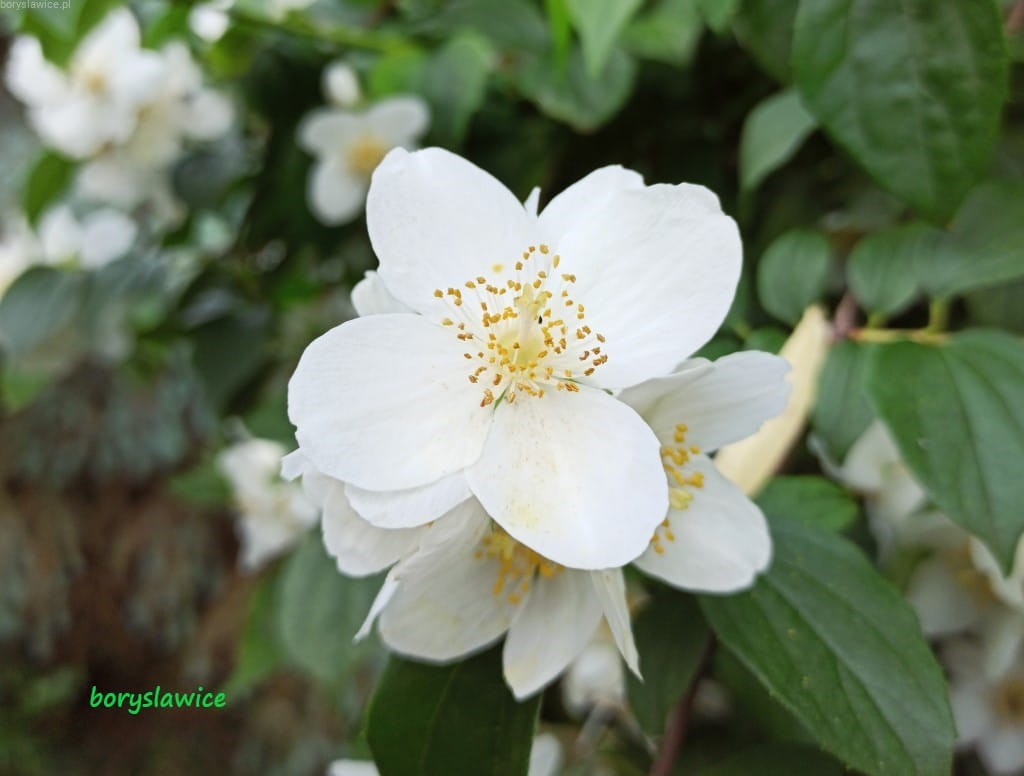 Jaśminowiec wonny na pniu (Philadelphus) Szkółka Borysławice