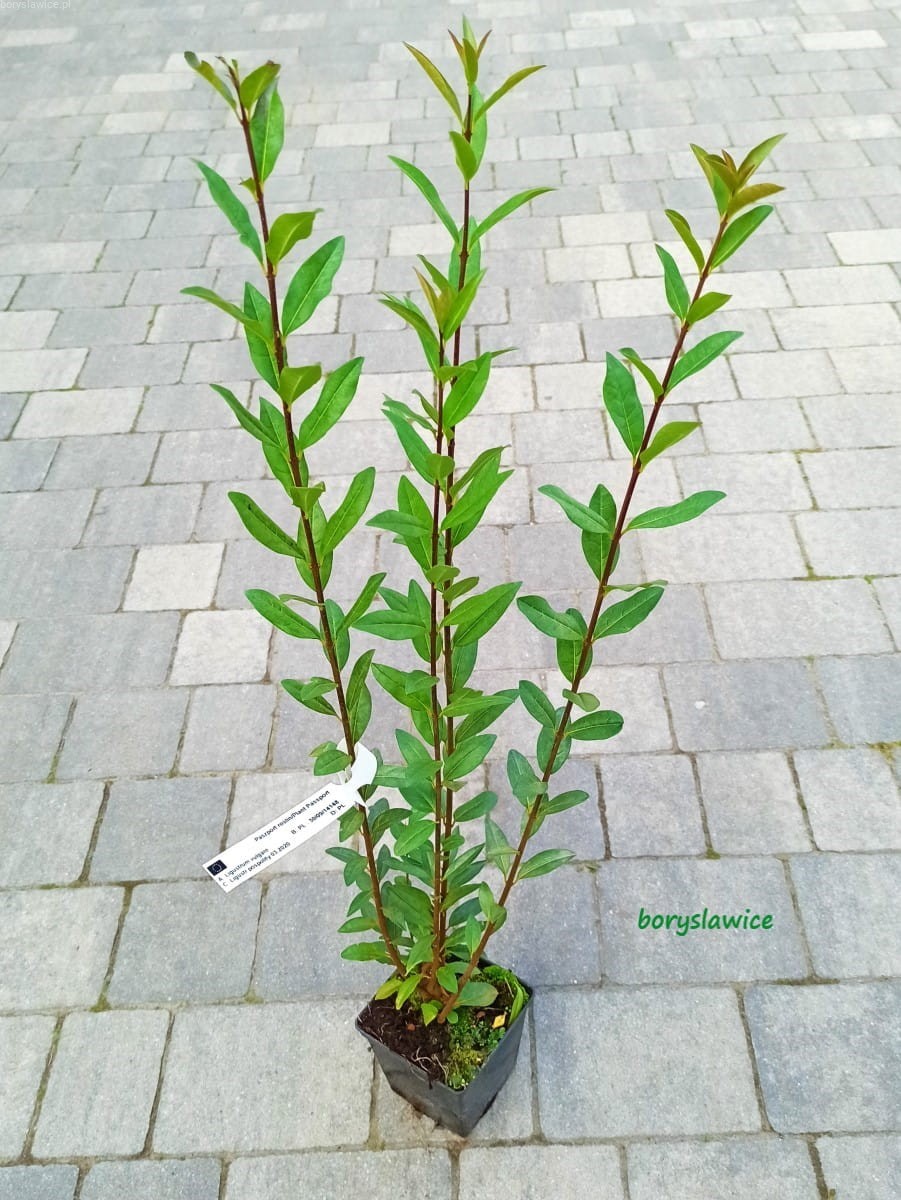 Ligustr pospolity na żywopłoty (Ligustrum) Szkółka Borysławice