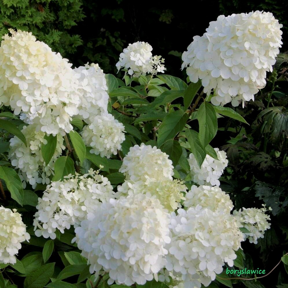 Hortensja bukietowa 'Biała Pełna' (Hydrangea) Szkółka Borysławice