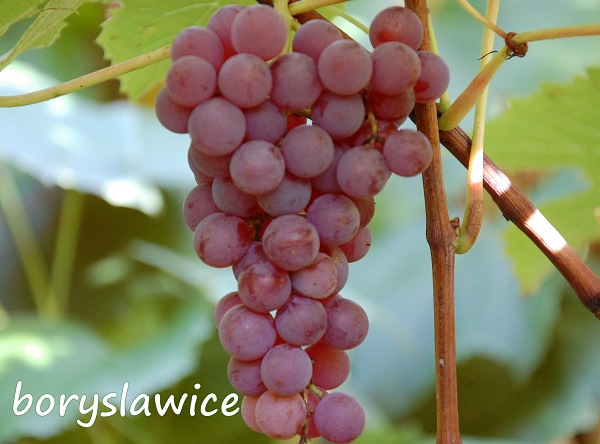 Winorośl 'Canadice' (Vitis) Szkółka Borysławice